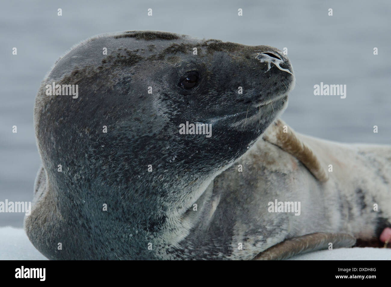 Leopard Seal, Hydrurga leptonyx, resting on iceberg near Penguin colony ...