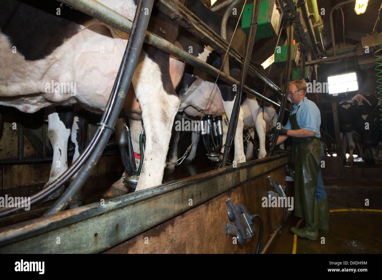 Dairy Farm Milking