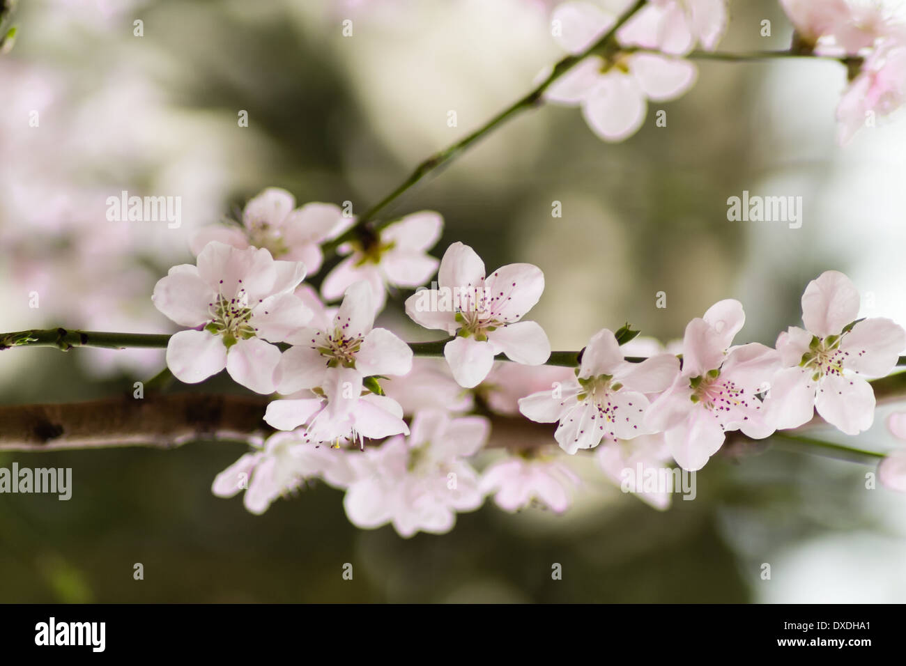 Purple flowers with bokeh hi-res stock photography and images - Alamy
