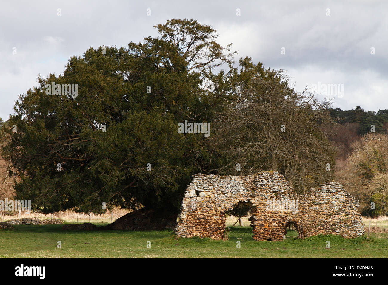 Waverley abbey tree hi-res stock photography and images - Alamy