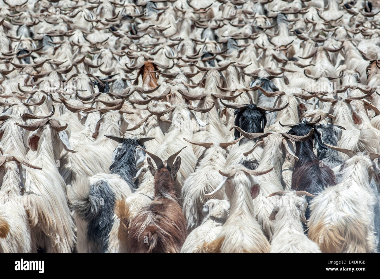 Mountain goat family hi-res stock photography and images - Alamy