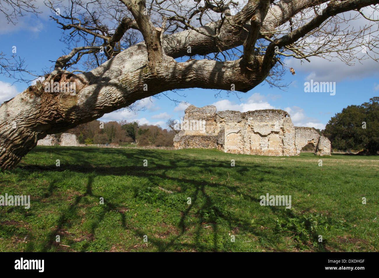 Waverley abbey tree hi-res stock photography and images - Alamy