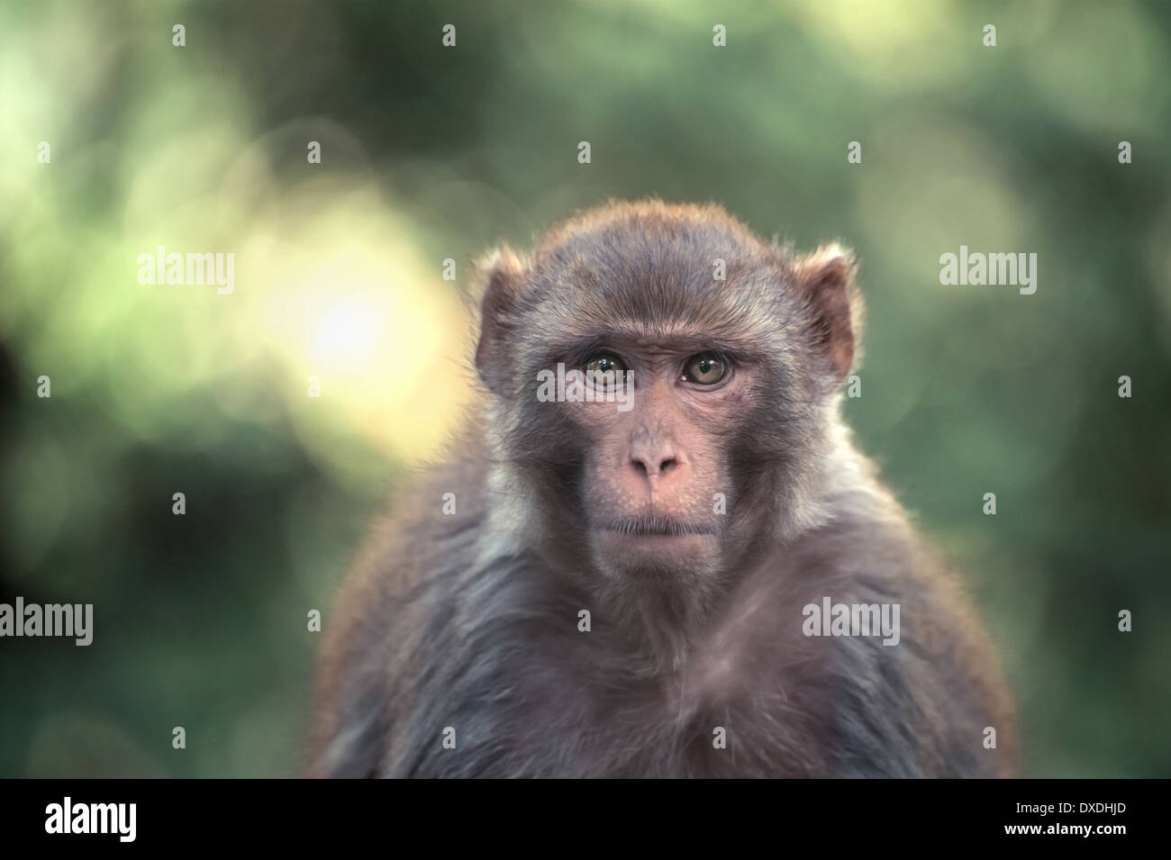 a macaque in the rainforest Stock Photo - Alamy