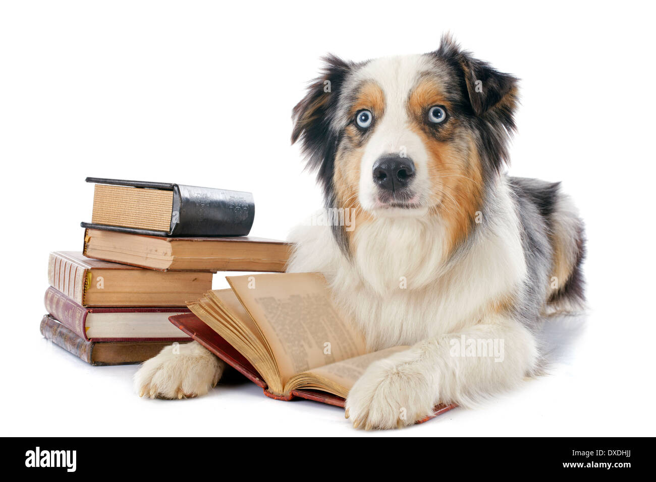 purebred australian shepherd and books in front of white background ...