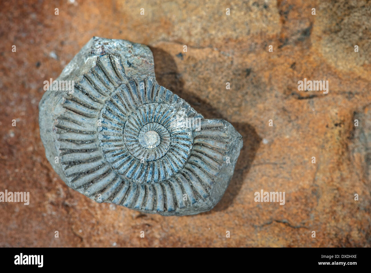 Fossil shell spiral hi-res stock photography and images - Alamy