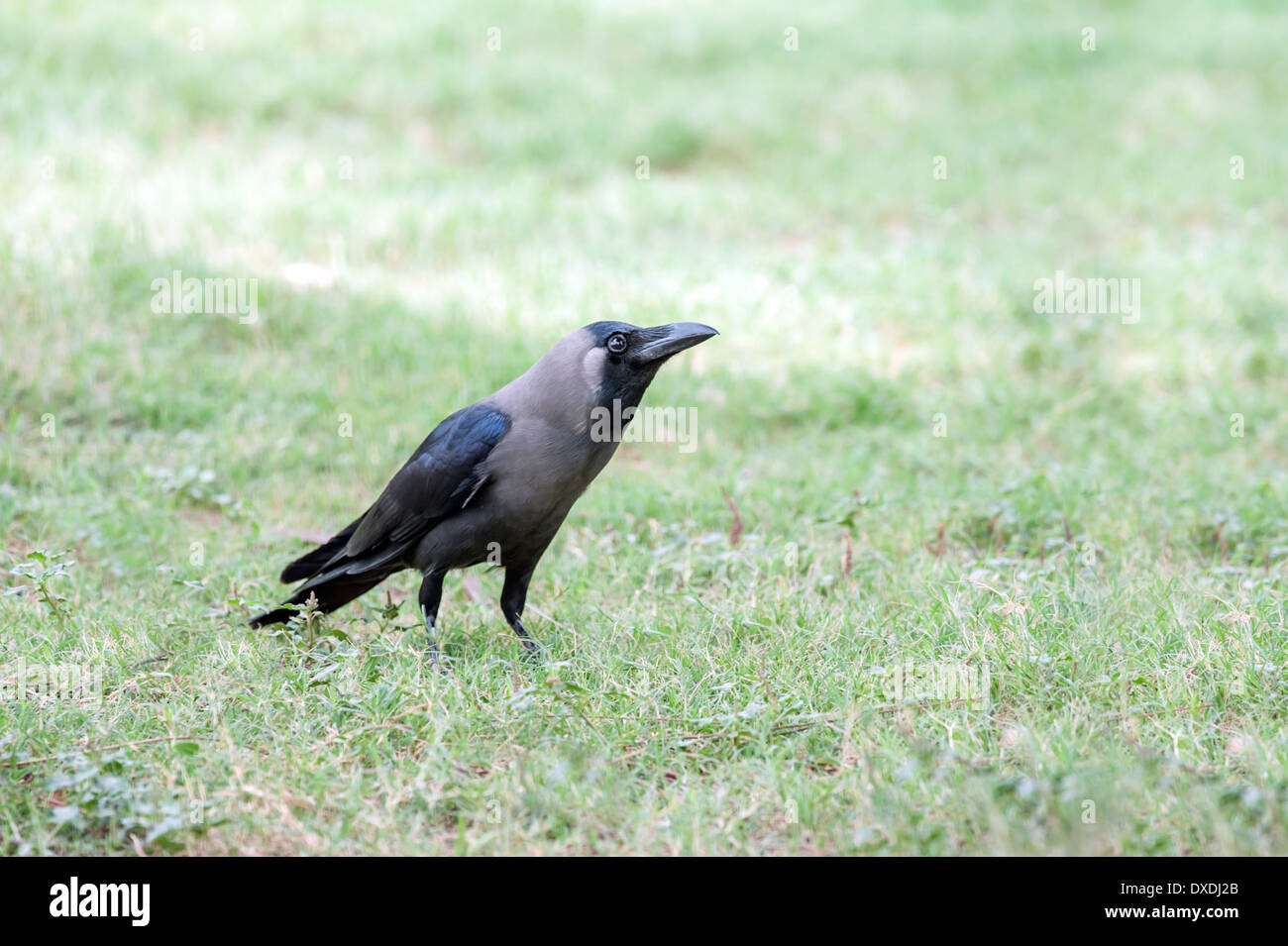 Grey crow hi-res stock photography and images - Alamy