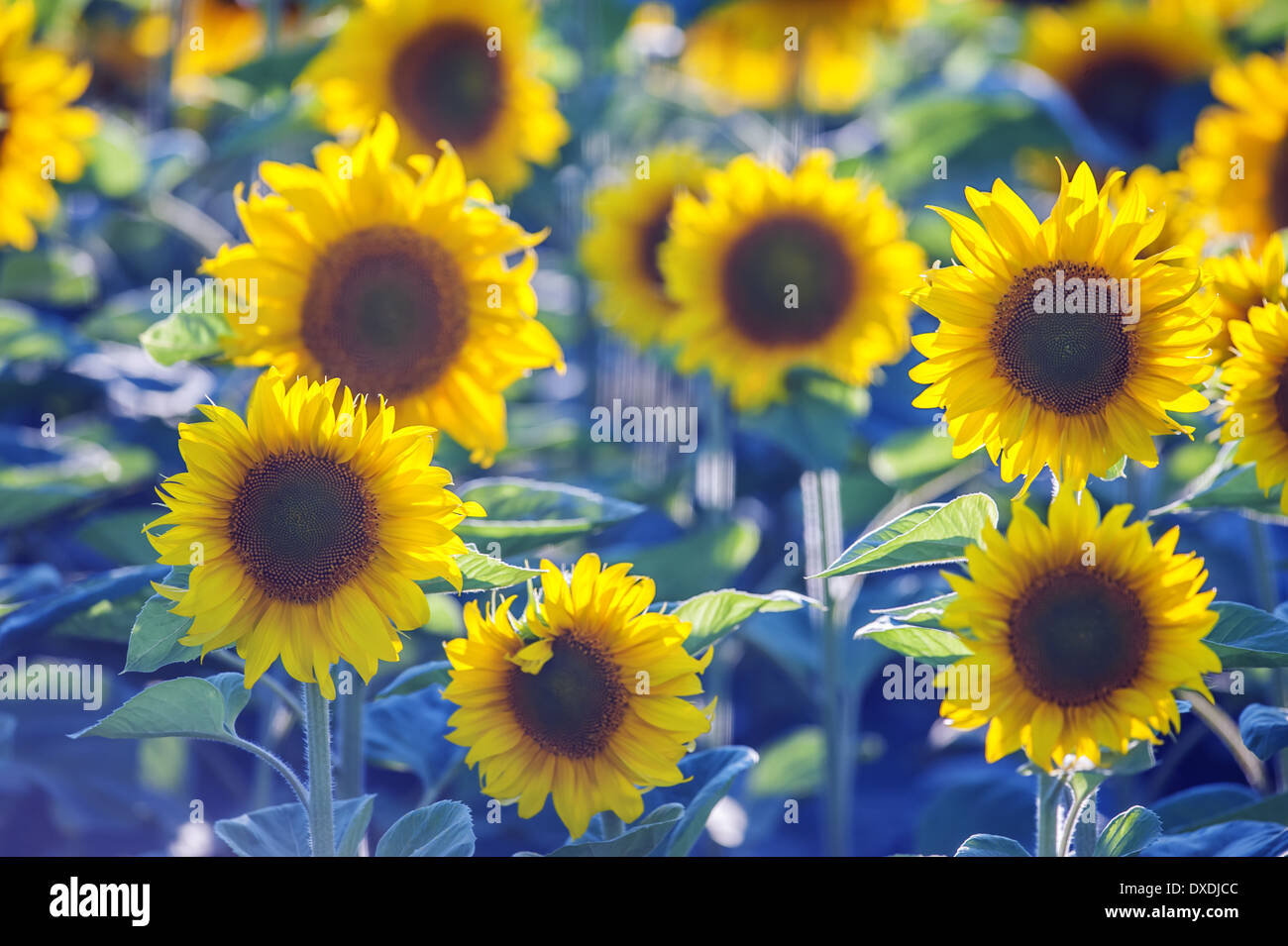 Round sunflower hi-res stock photography and images - Alamy