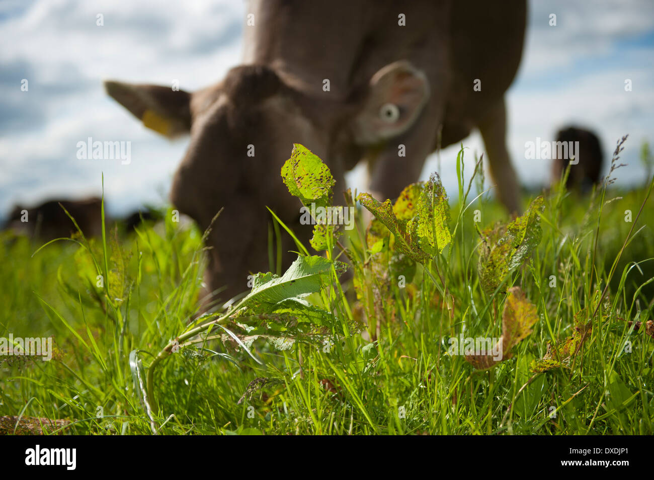 Dock leaf field hi-res stock photography and images - Alamy