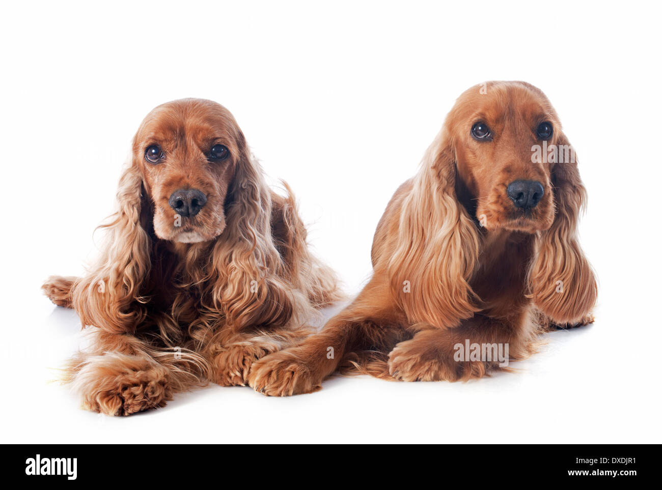Two english cocker spaniel hi-res stock photography and images - Alamy