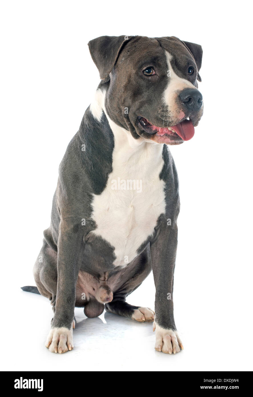 portrait of an american staffordshire terrier in front of white ...