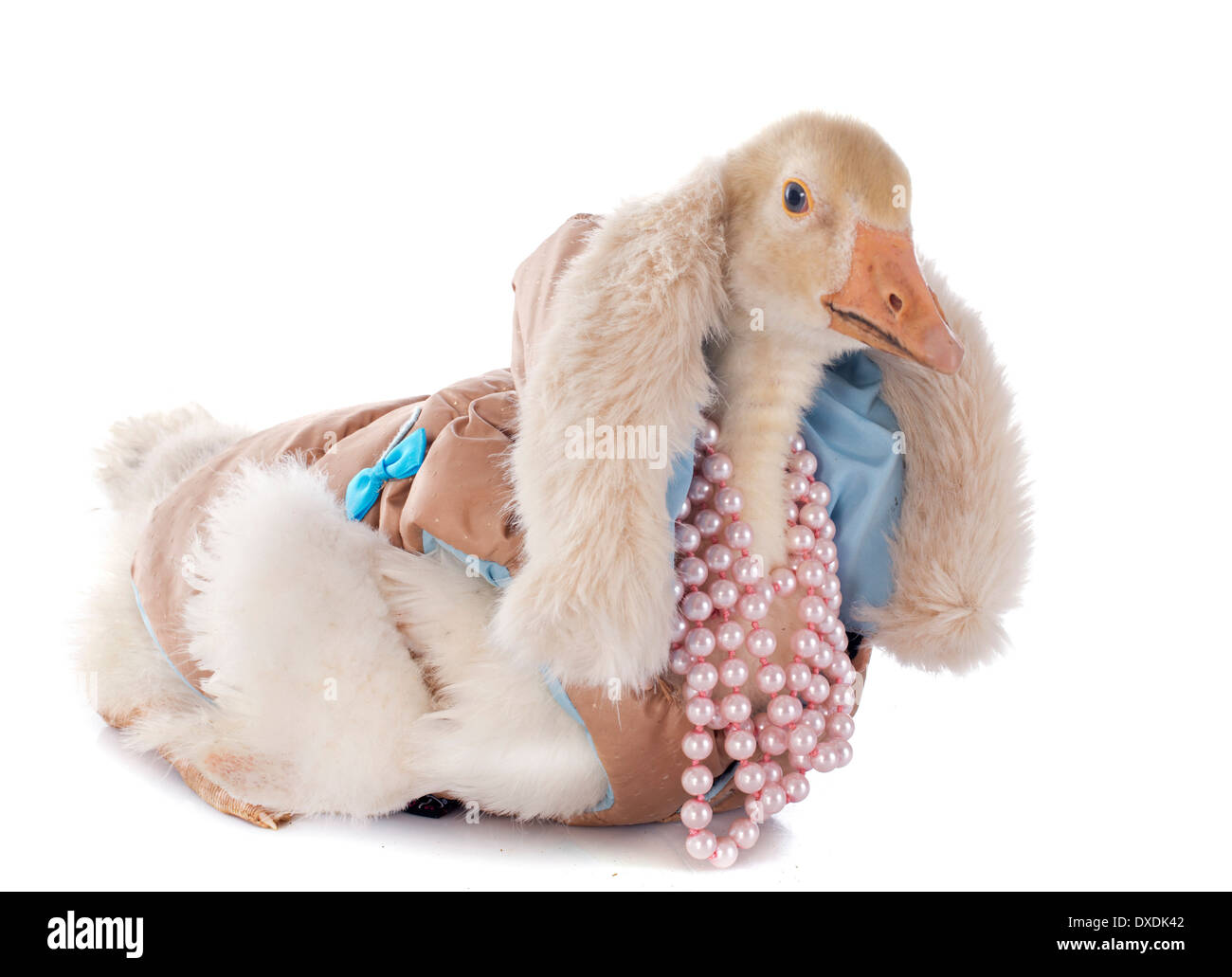 Dressed poultry Cut Out Stock Images & Pictures - Alamy