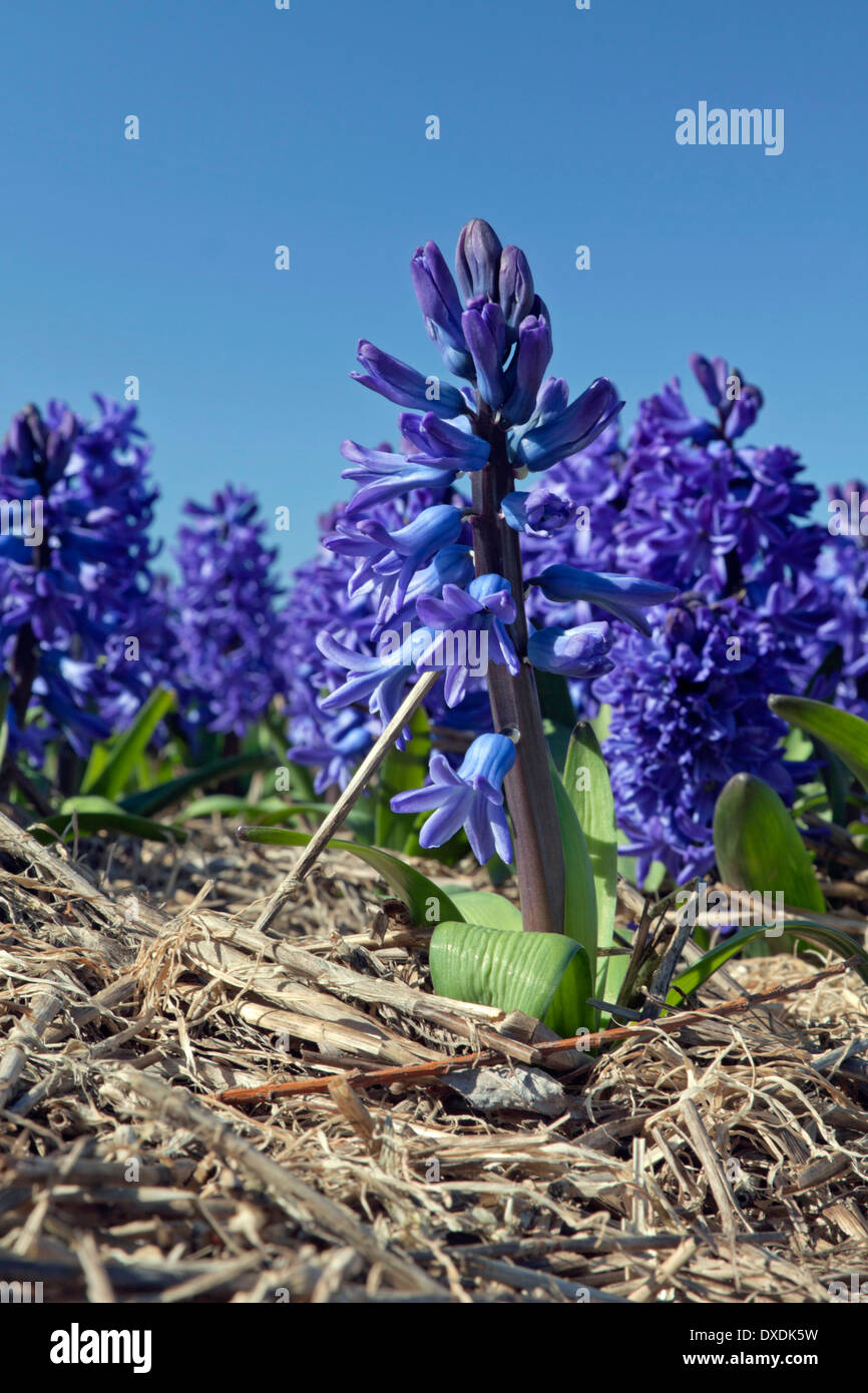 Area of noordwijkerhout hi-res stock photography and images - Alamy