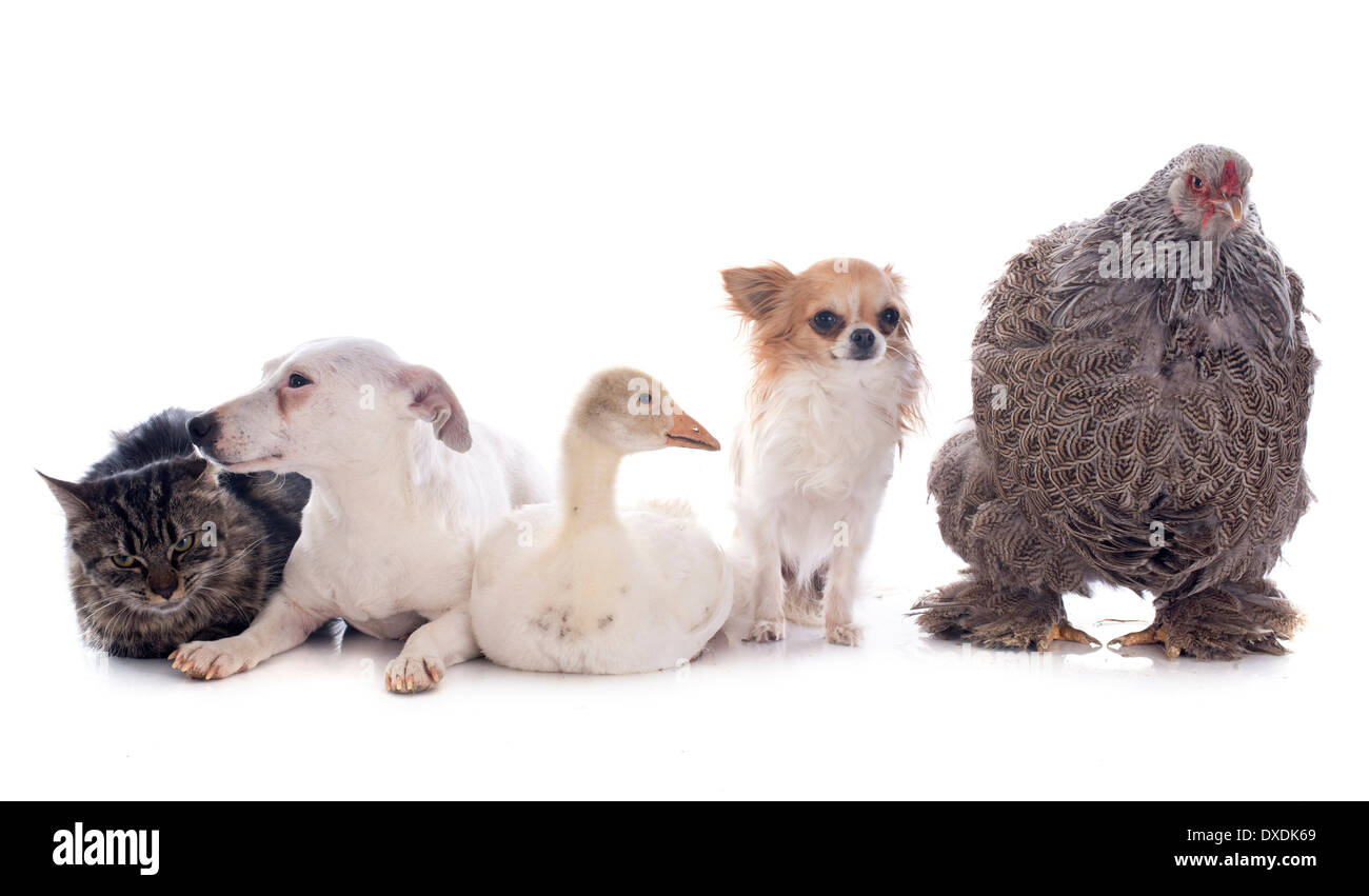 Jack russel chihuahua hi-res stock photography and images - Alamy