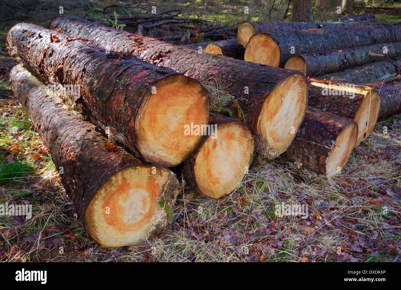 Pine wood stack hi-res stock photography and images - Alamy