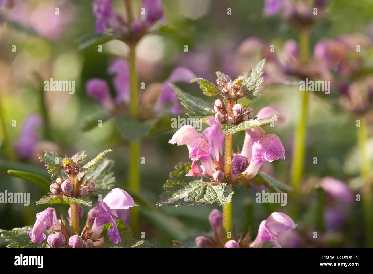 Patch of flowering purple dead nettles showing gentle nature of leaf ...
