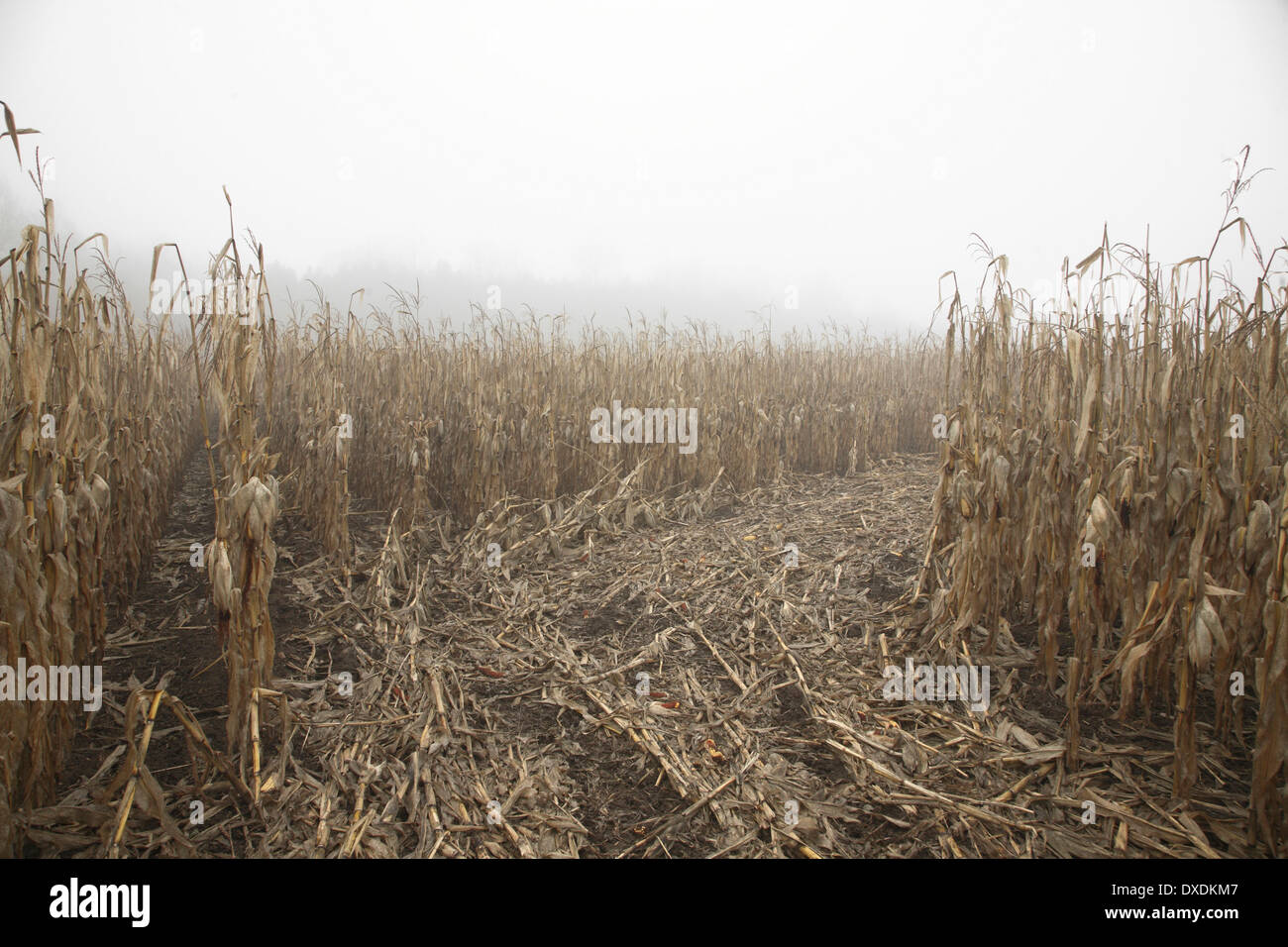 Mount albert ontario hi-res stock photography and images - Alamy