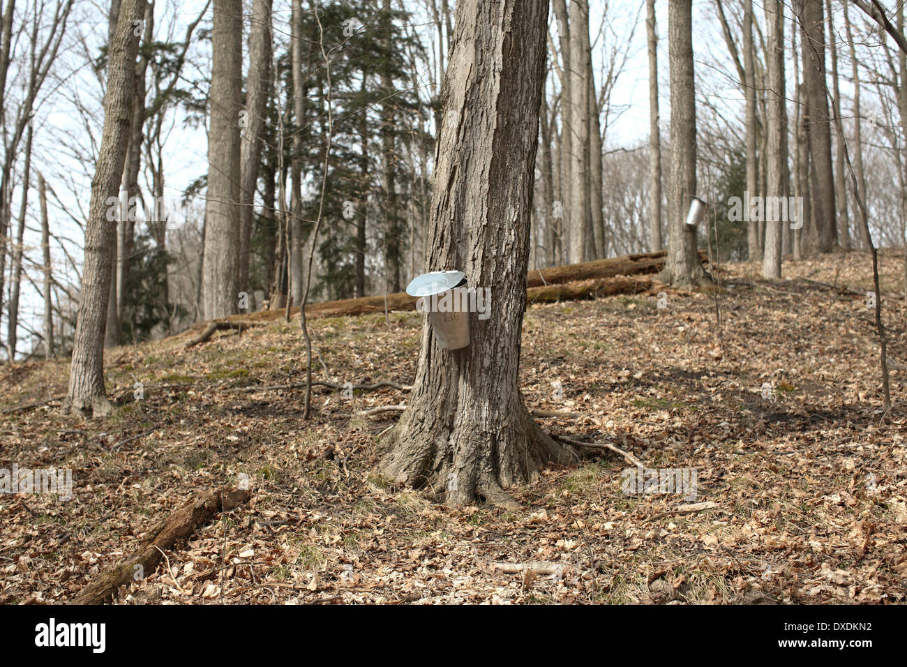 Tapping maple tree hi-res stock photography and images - Alamy