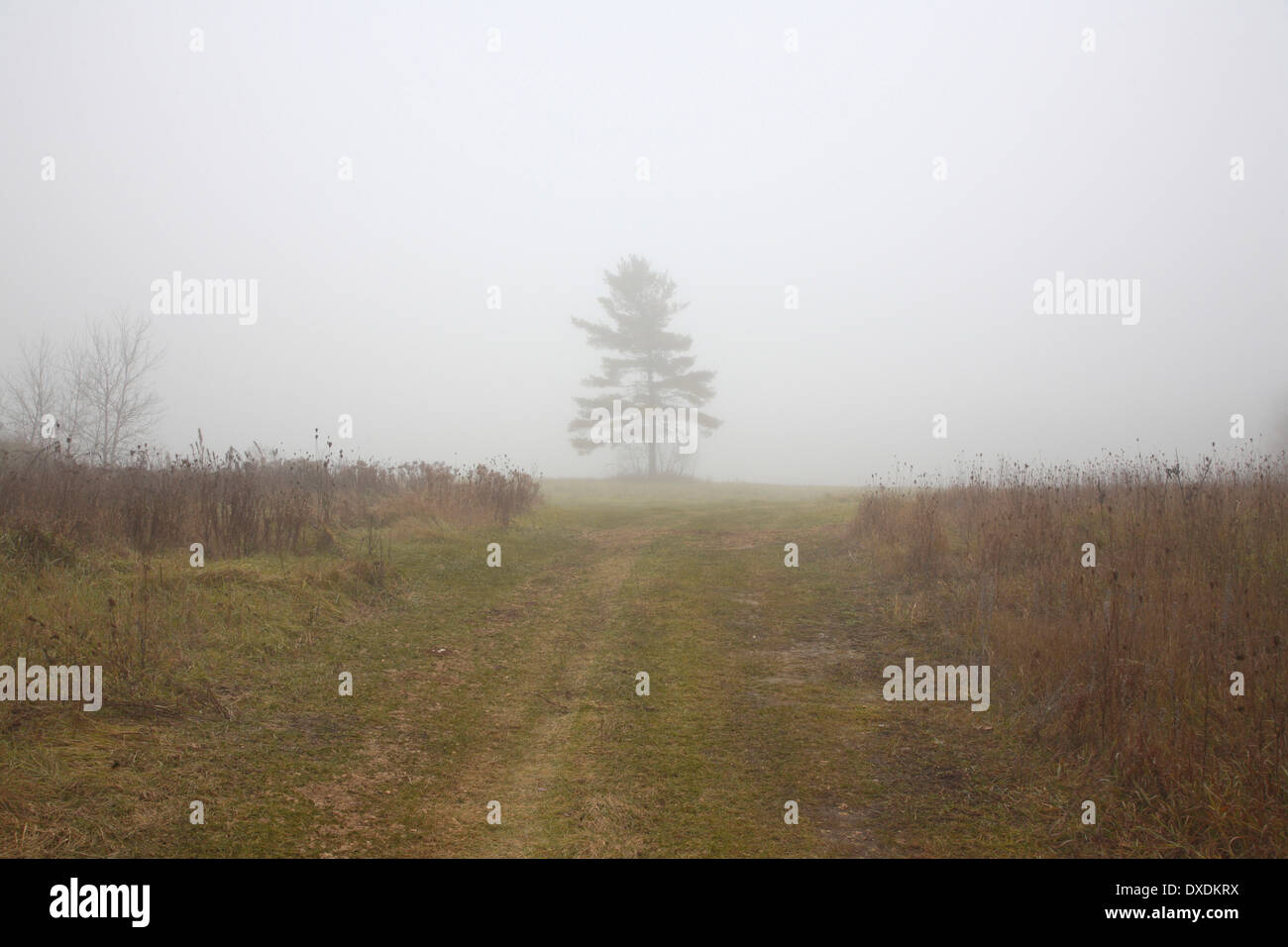 Tree in Fog, Town of Mount Albert, Ontario, Canada Stock Photo - Alamy