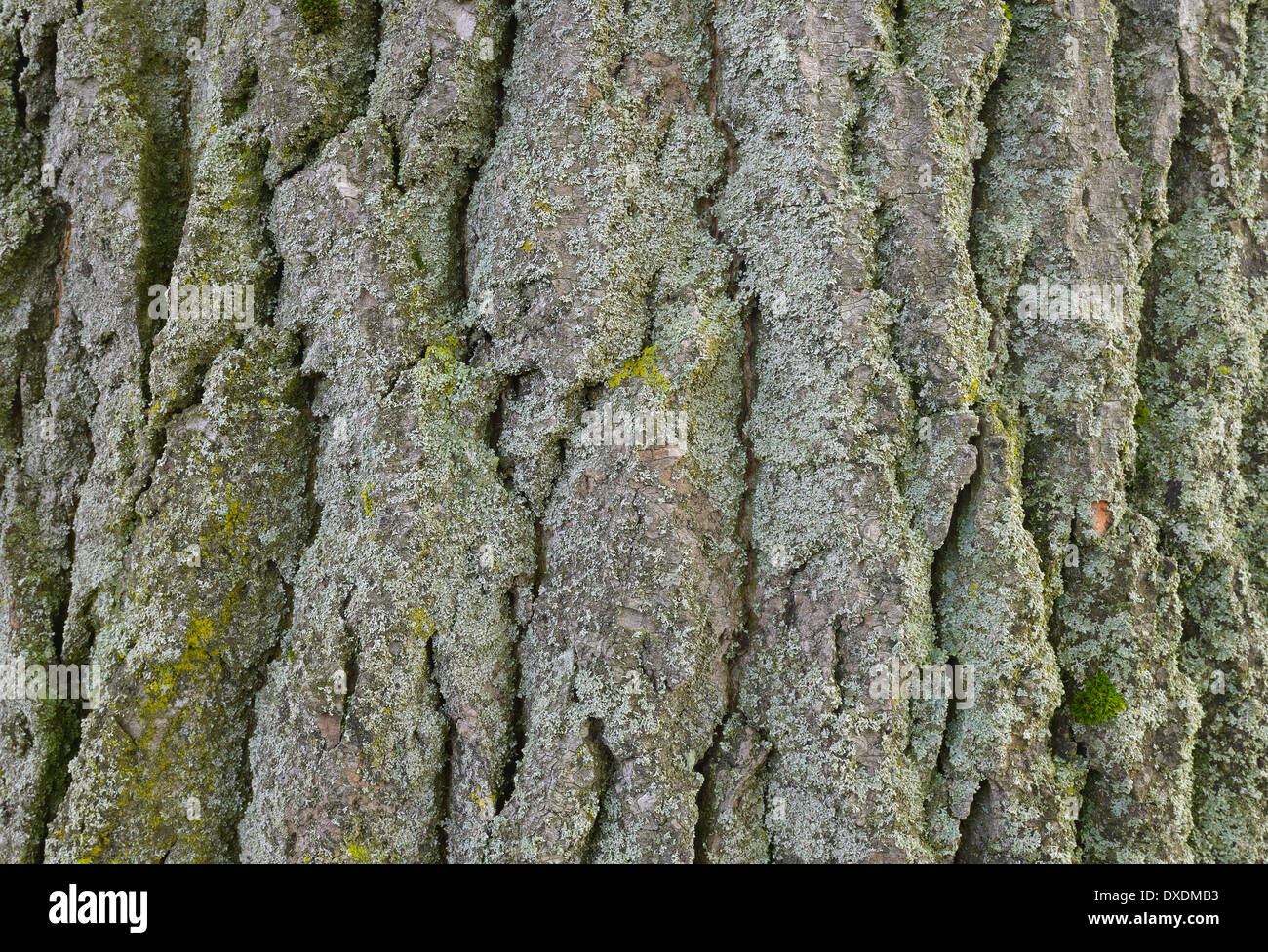 Poplar tree bark hi-res stock photography and images - Alamy