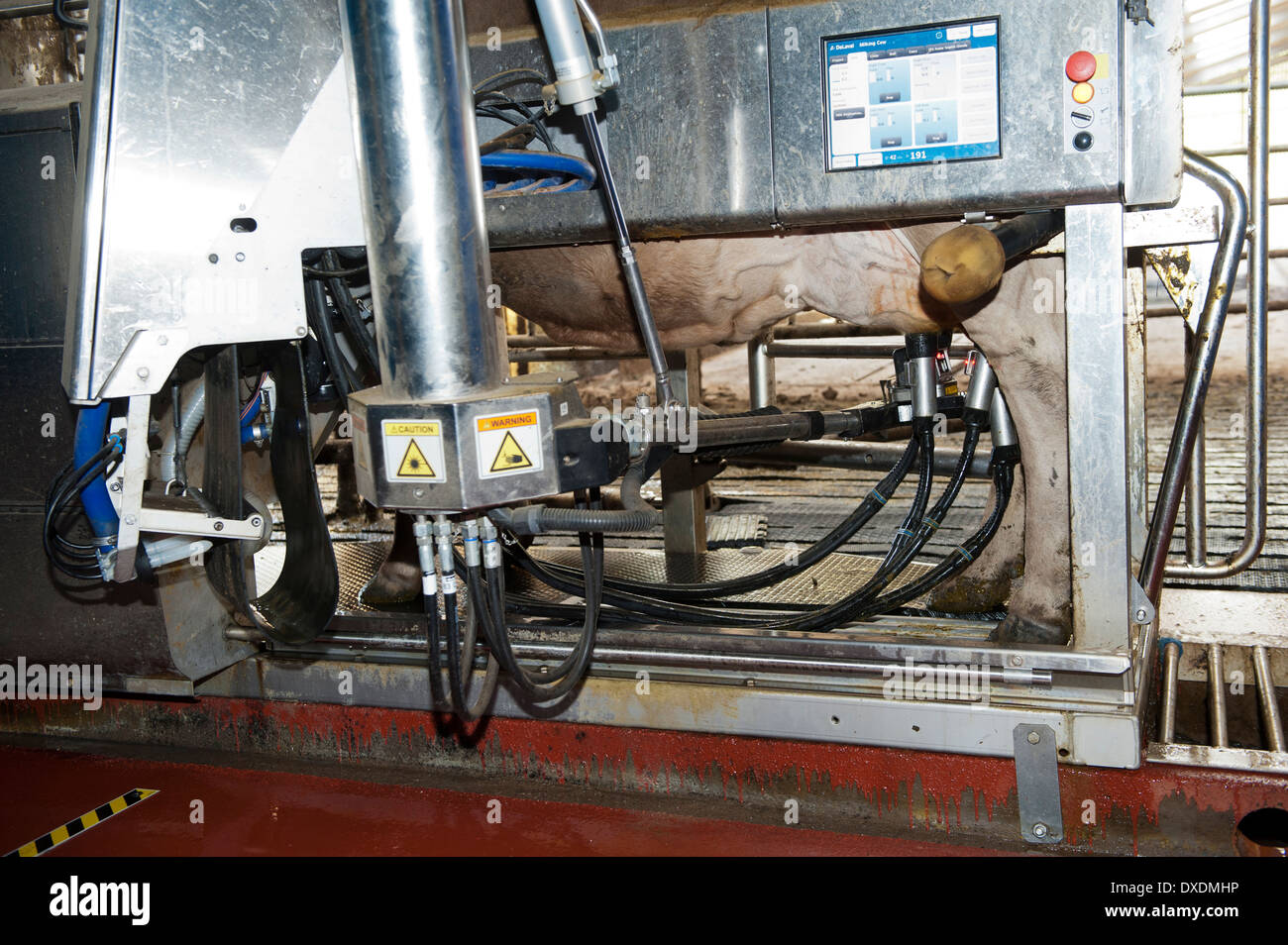 Robotic milking hi-res stock photography and images - Alamy