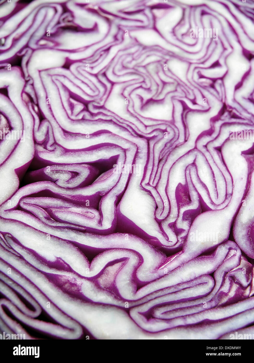 Close-up of Cross-Section of Red Cabbage Stock Photo - Alamy