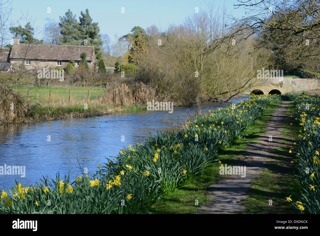 River Leach, daffodils and bridge at Eastleach Martin, Gloucestershire ...