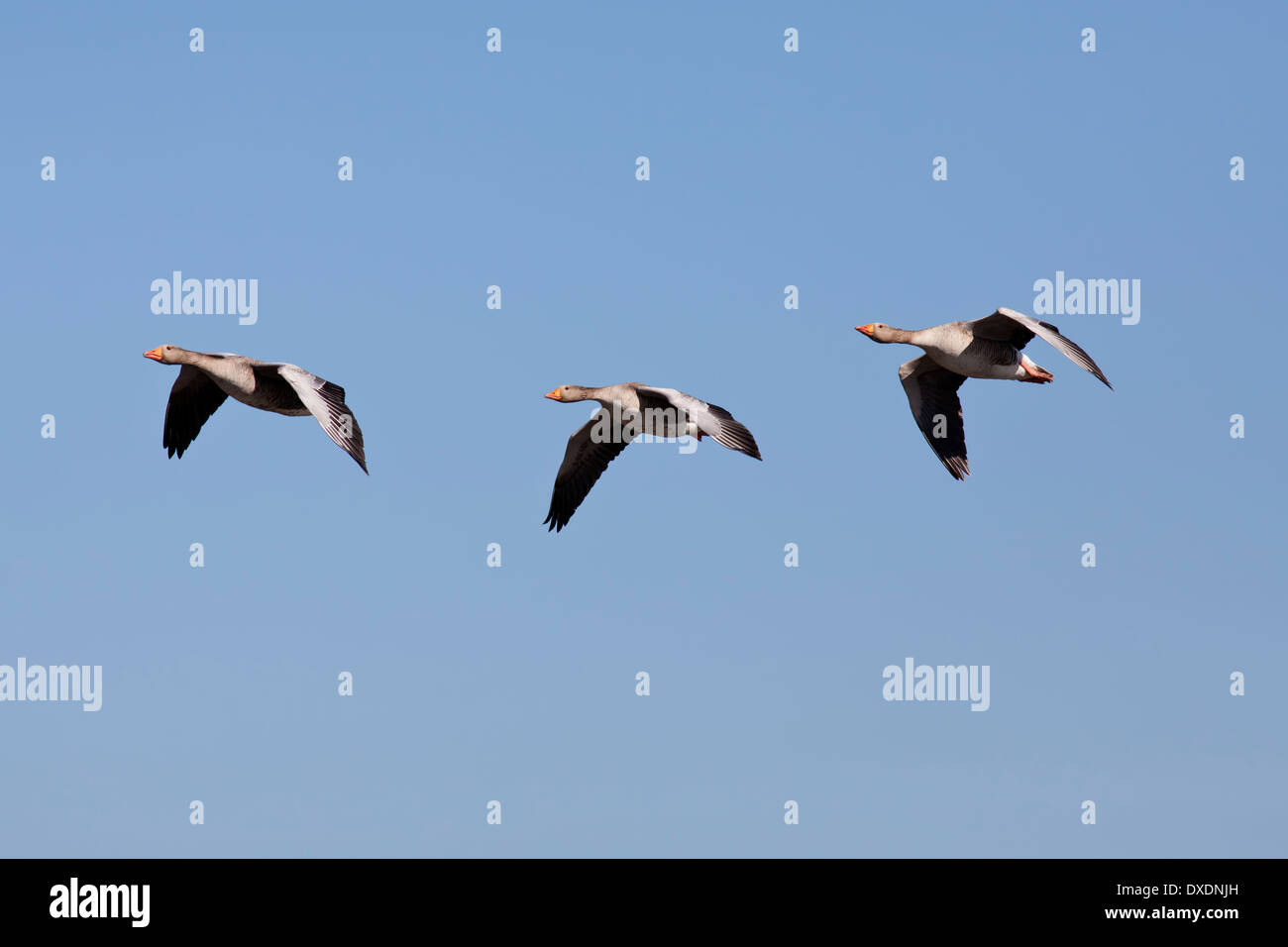 Three greylag geese flying Stock Photo - Alamy