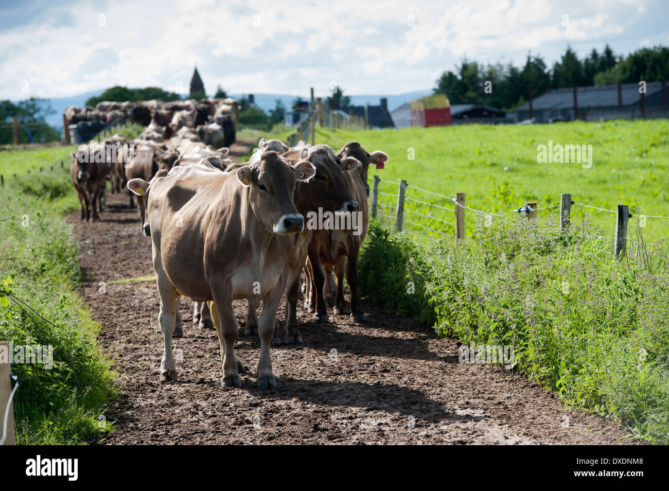 Herd of Brown Swiss dairy cattle heading to milking parlour along a ...