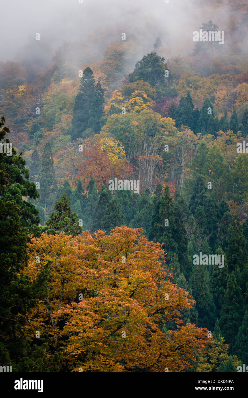 Forest mist house hi-res stock photography and images - Alamy