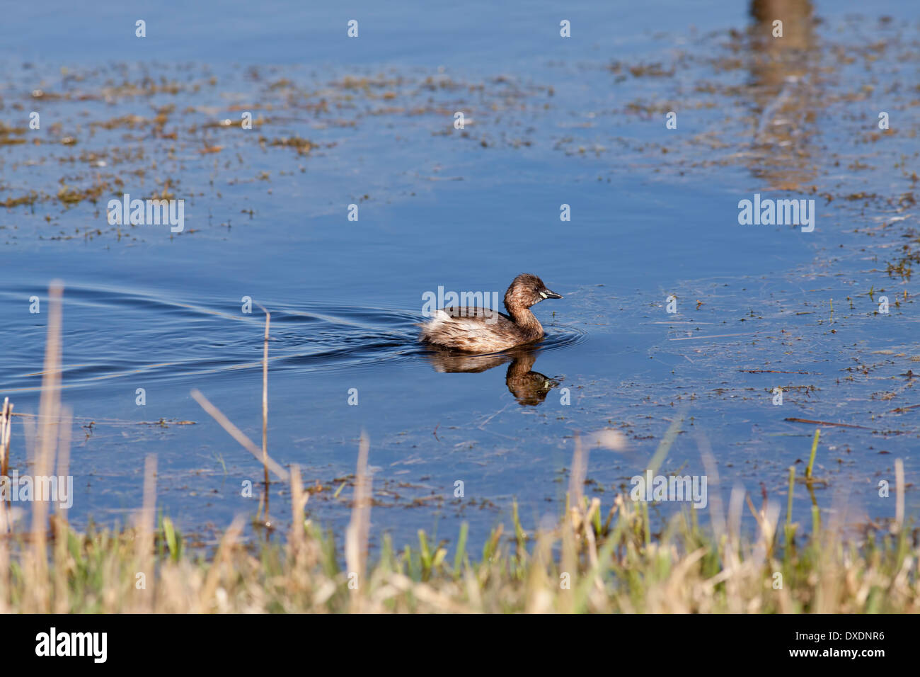 Grebe aquatic bird hi-res stock photography and images - Alamy