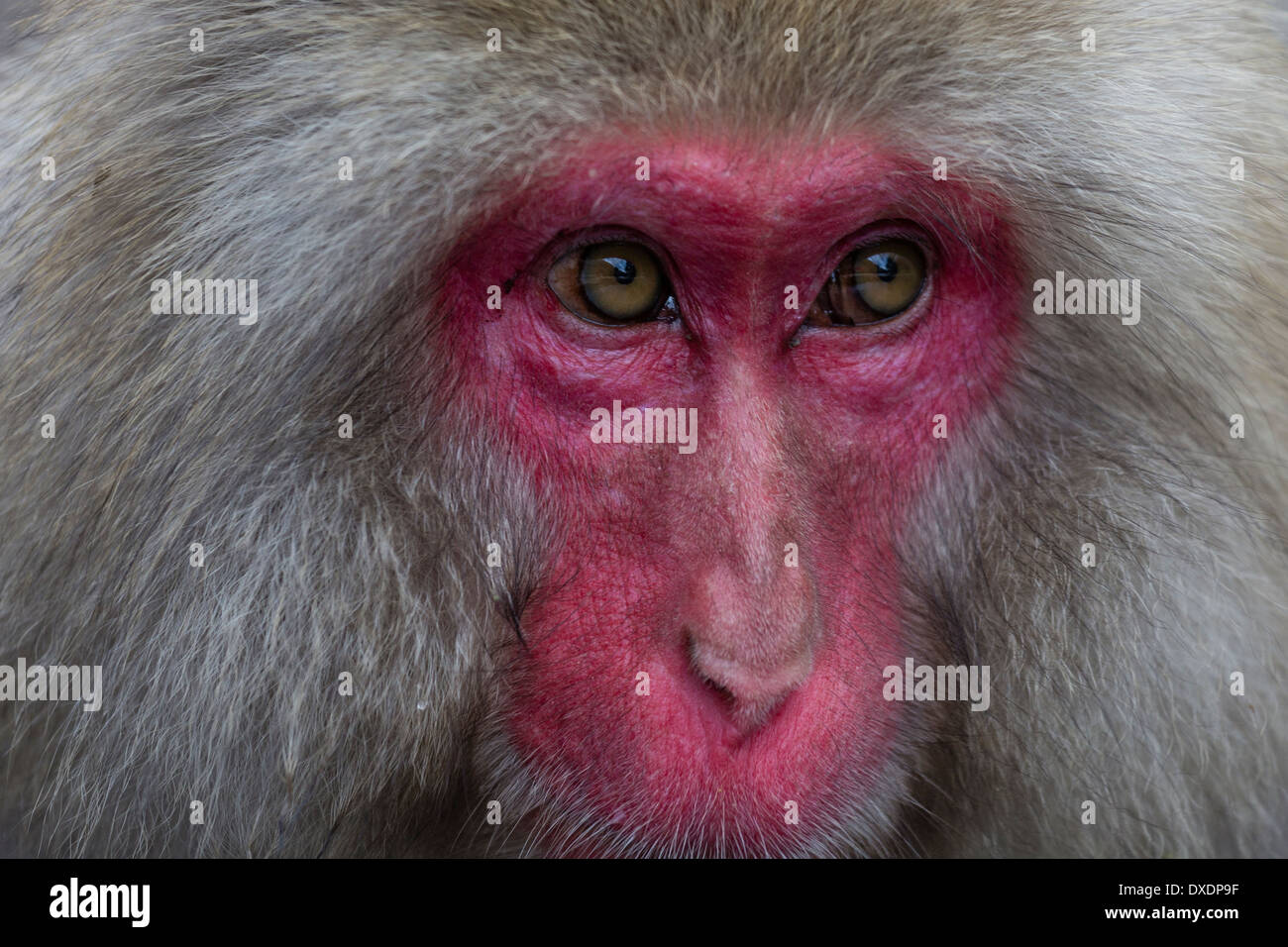 A portrait of a japanese macaque (Macaca Fuscata) in Jigokudani ...