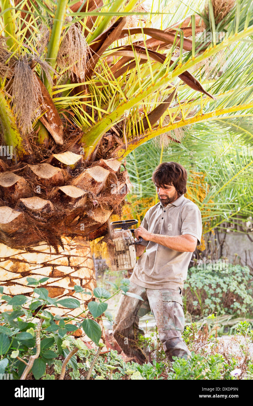 Man peeling palm tree with chainsaw, Majorca, Spain Stock Photo - Alamy