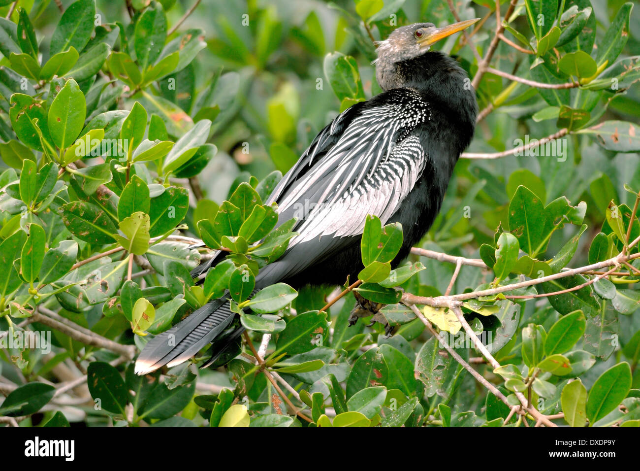 Avian fauna hi-res stock photography and images - Alamy