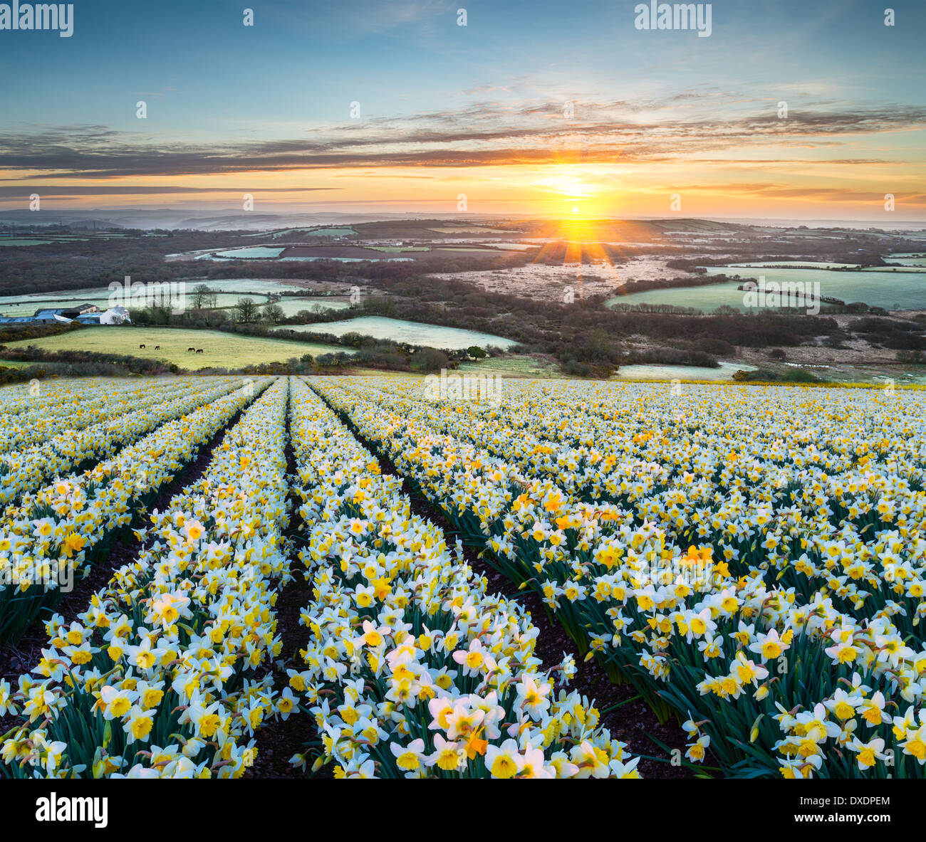 Fields of spring Daffodils at sunrise Stock Photo - Alamy
