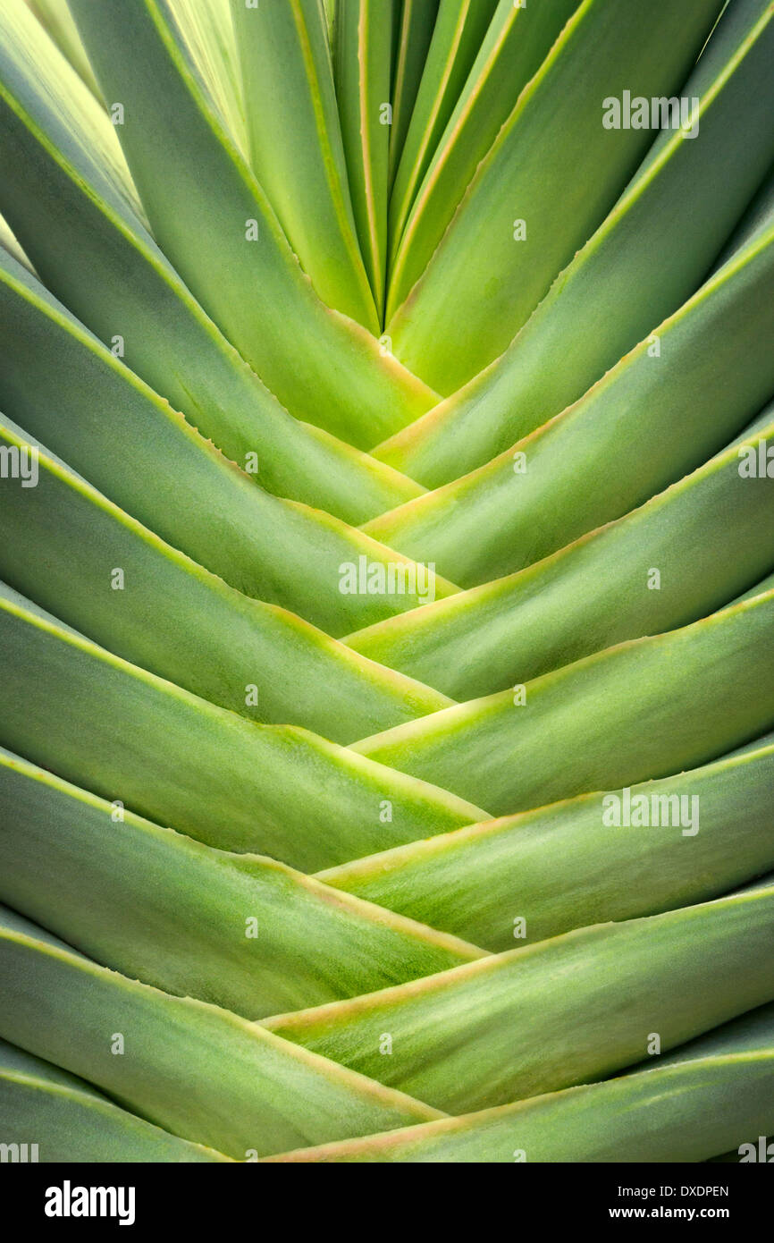 Detail of Suculant Plant, Studio Shot Stock Photo - Alamy