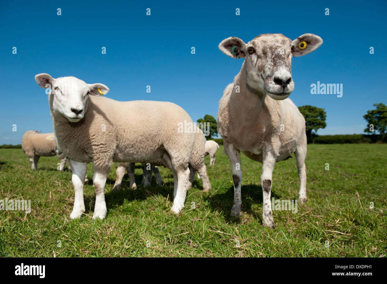 Crossbred flock of sheep and lambs in pasture, Cumbria, UK Stock Photo ...