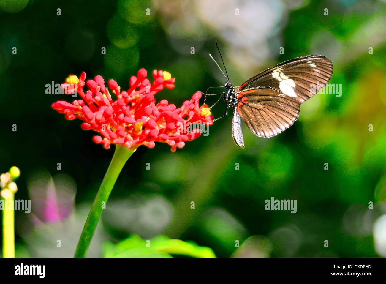 Postman butterfly heliconius melpomene hi-res stock photography and ...