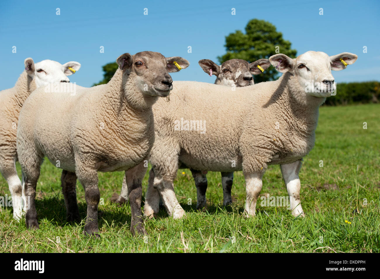 Flock of sheep with lambs hi-res stock photography and images - Alamy