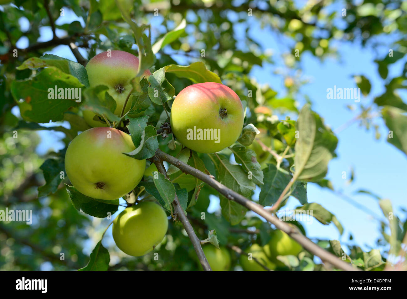 Apples hanging on tree hi-res stock photography and images - Alamy