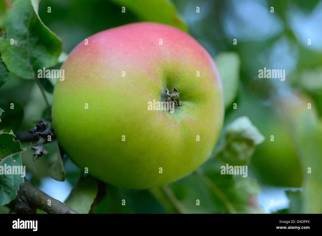 Austria view single tree hi-res stock photography and images - Alamy