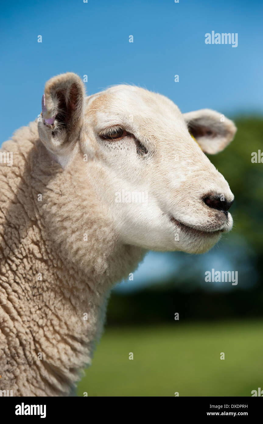 Crossbred flock of sheep and lambs in pasture, Cumbria, UK Stock Photo ...