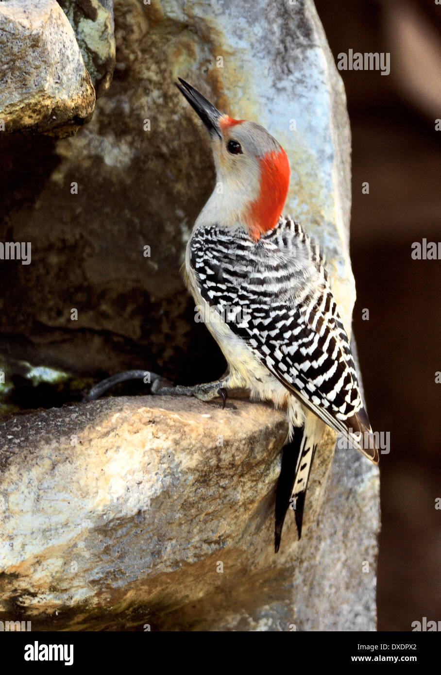 Red-bellied Woodpecker (Melanerpes carolinus) clinging to a rock ...