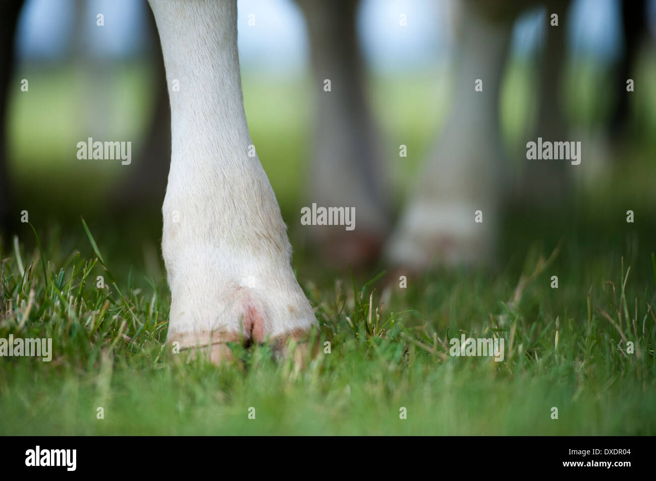 Looking through a crowd of cows legs from ground level Stock Photo - Alamy