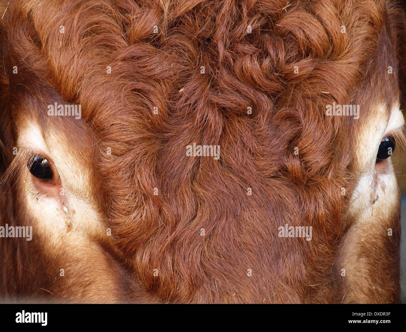Curly Cow Stock Photos & Curly Cow Stock Images - Alamy
