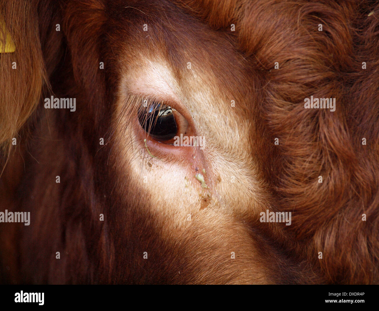 Cow eyeball hi-res stock photography and images - Alamy