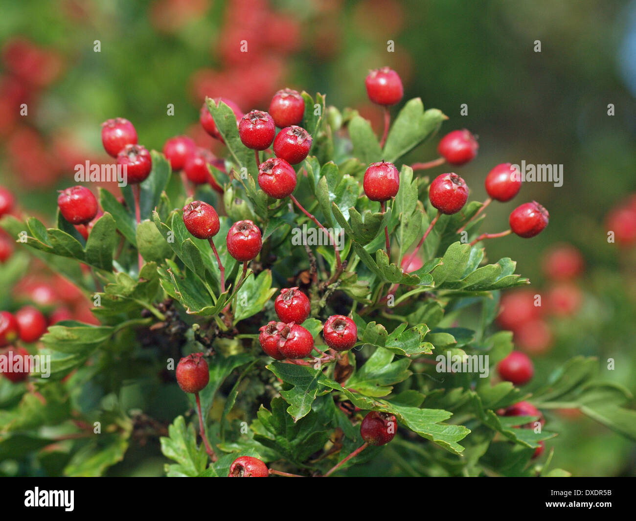 Serrated lobes hi-res stock photography and images - Alamy