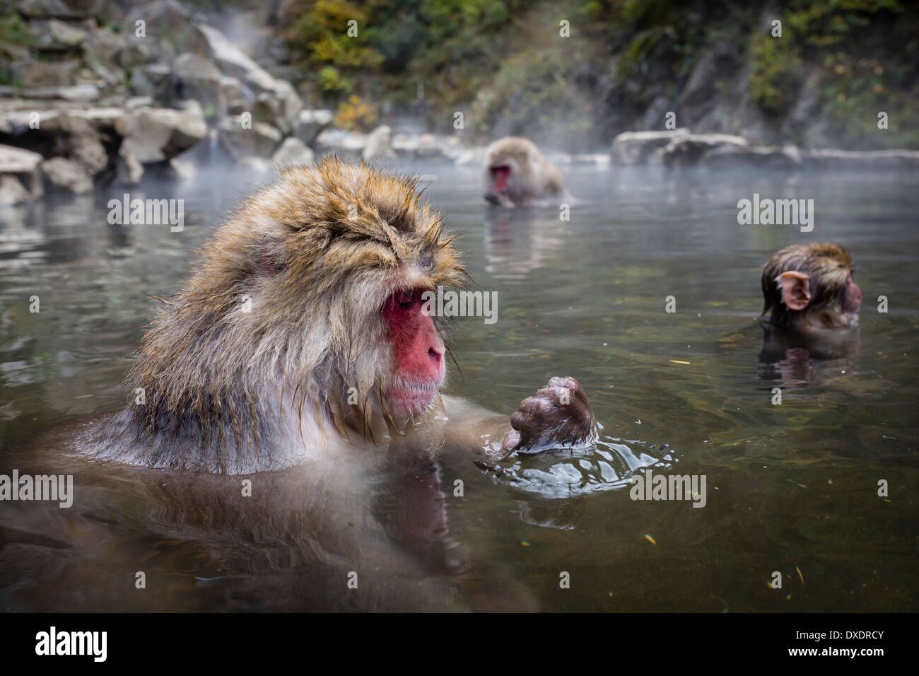 Japanese macaque (macaca fuscata) in the hot springs Stock Photo - Alamy