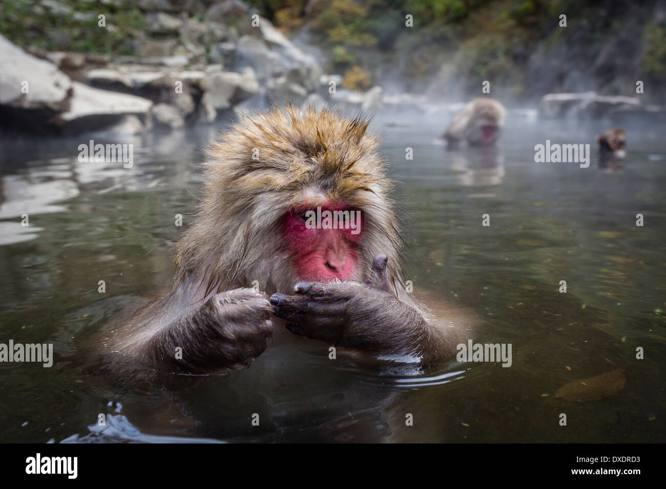 Japanese macaque (macaca fuscata) in the hot springs Stock Photo - Alamy