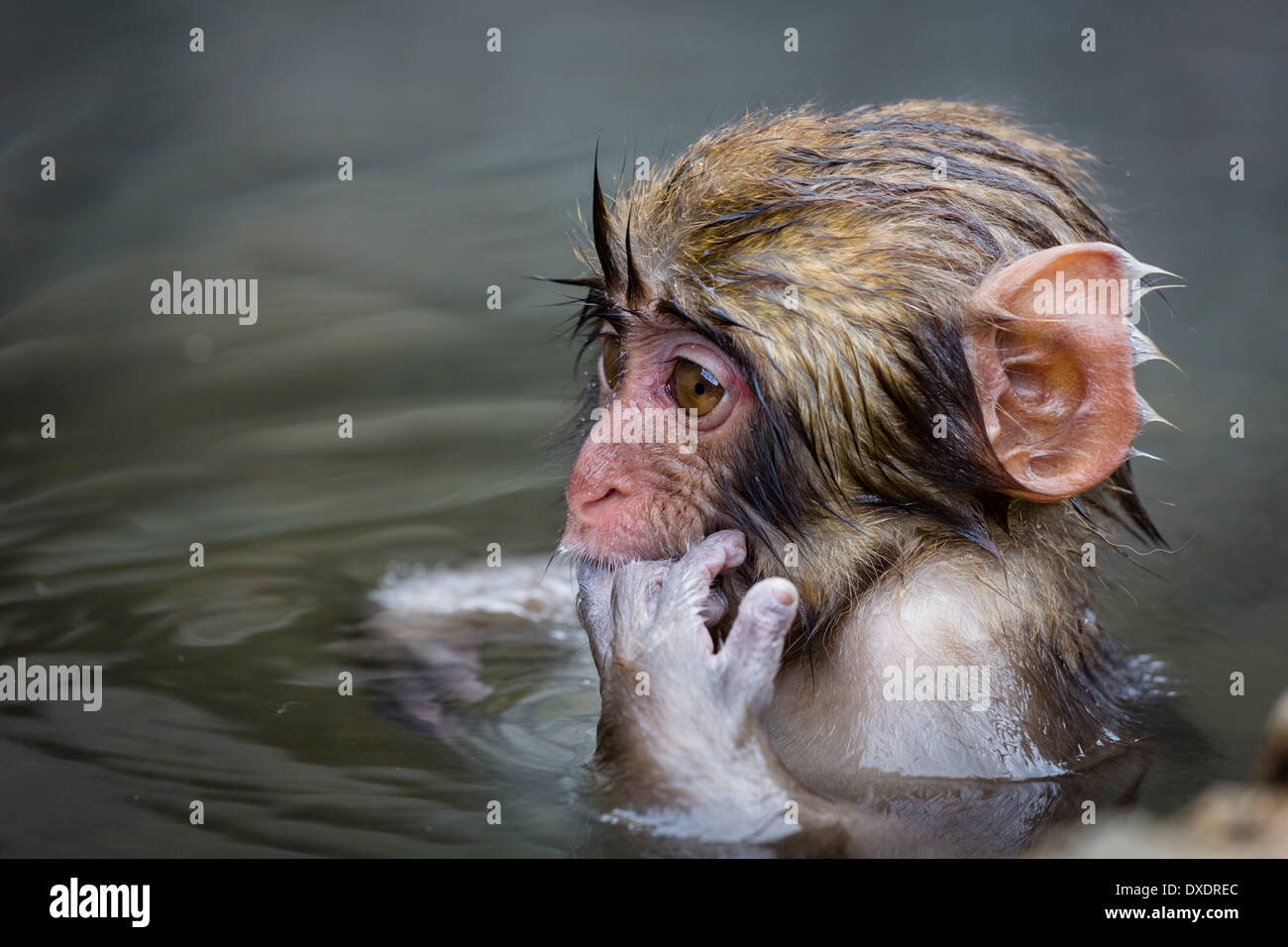 Curious macaque hi-res stock photography and images - Alamy