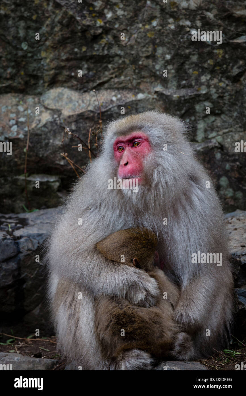 Female monkey hi-res stock photography and images - Alamy